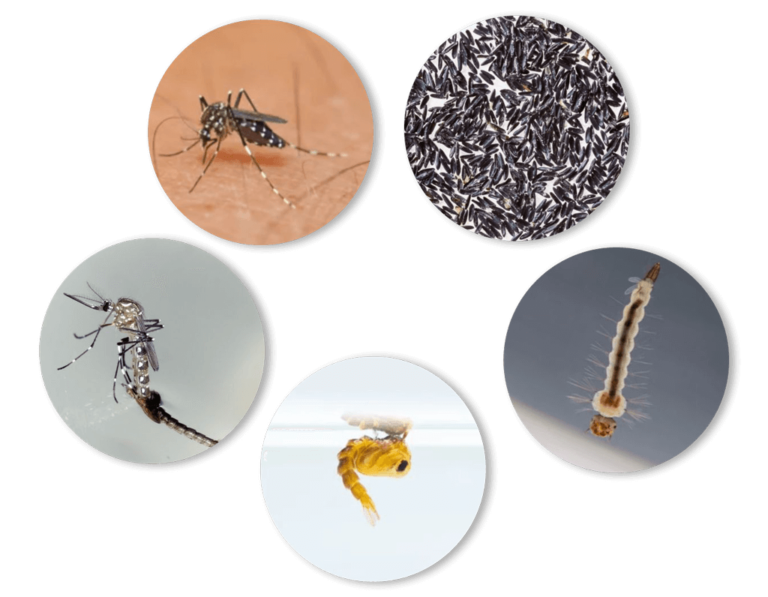 Sobre a Dengue - Campanha contra a Dengue